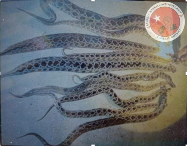 80 snakebites and six snakebite deaths reported in Kanbalu District ...