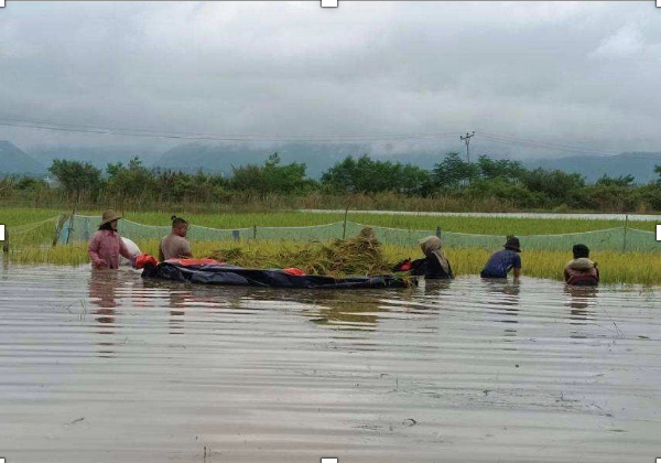 Flooding destroys thousands of acres of paddy fields in Pekon » Myanmar ...